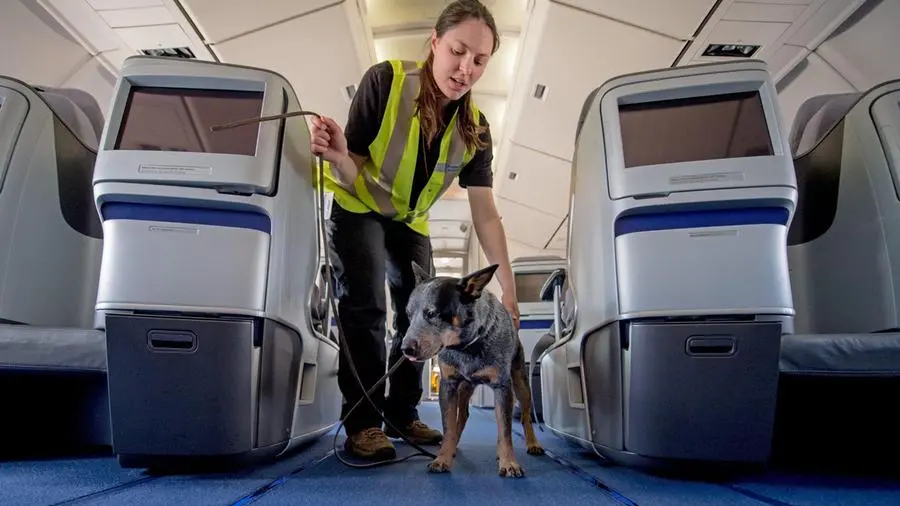 Le nuove regole per i voli con gli animali domestici: ecco cosa cambia