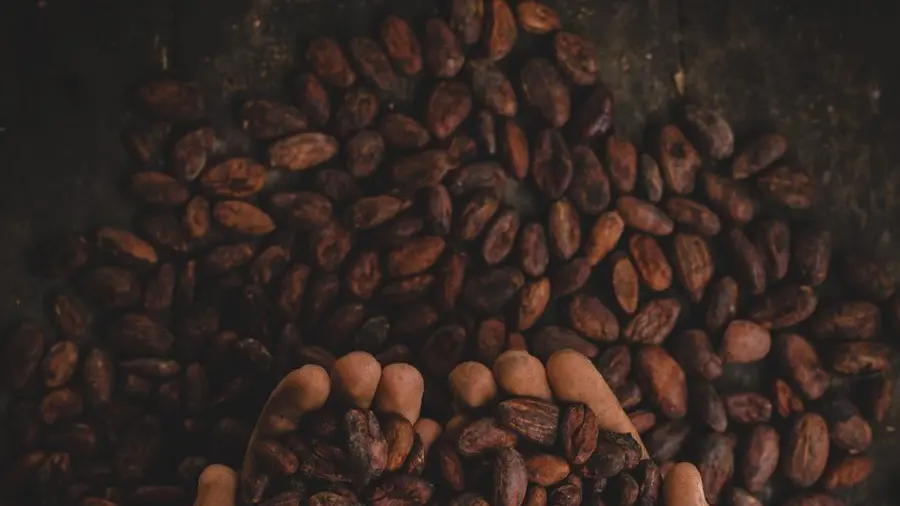 Dalla coca al cacao, la transizione agricola colombiana è Disidente