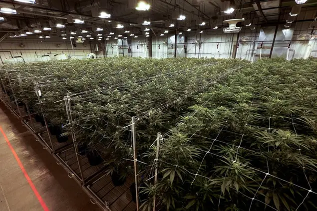 La Germania vuole legalizzare la cannabis La Germania vuole legalizzare la cannabis