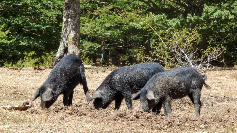Perle di porci: il ritorno del Nero delle Alpi